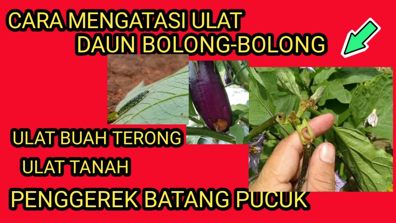 cara mengatasi hama ulat pada tanaman terong || eggplant stem borer ...