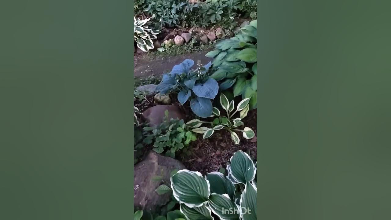 Жасмин Вирджинал - YouTube