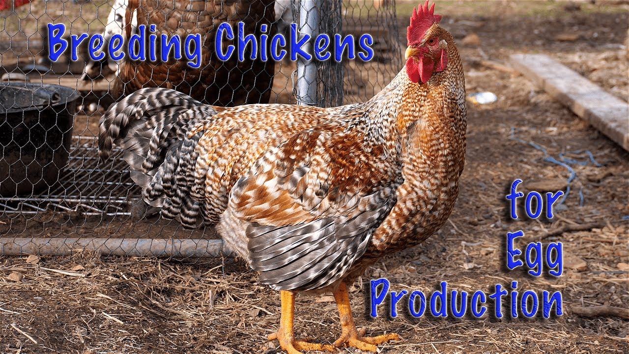 Selecting Chickens For Breeding Egg Production Traits Youtube