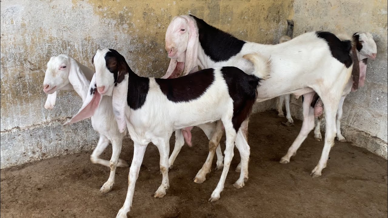 Gulabi Abluck Mundi goats available | 03326247222 - YouTube