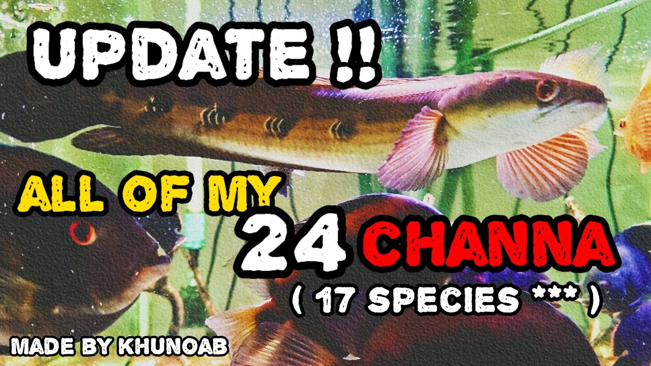 UPDATE ALL OF MY CHANNA !! | ชานน่า 24 ชีวิต รวม 17 สายพันธุ์ ไซซ์ลูก ...