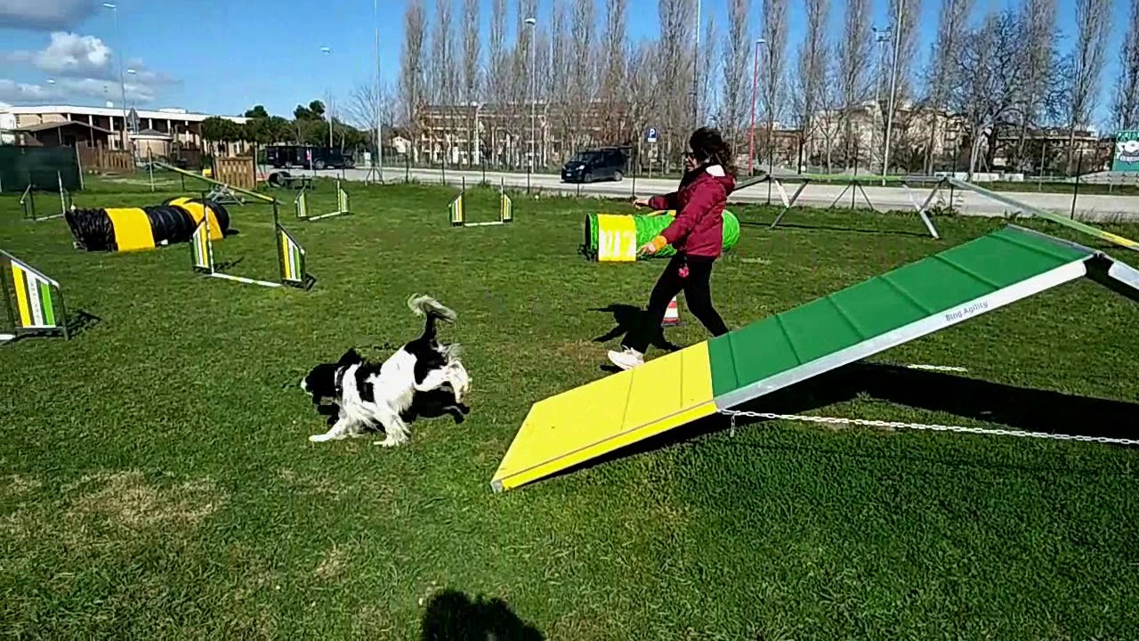Agility Dog by DOG IT EASY - YouTube