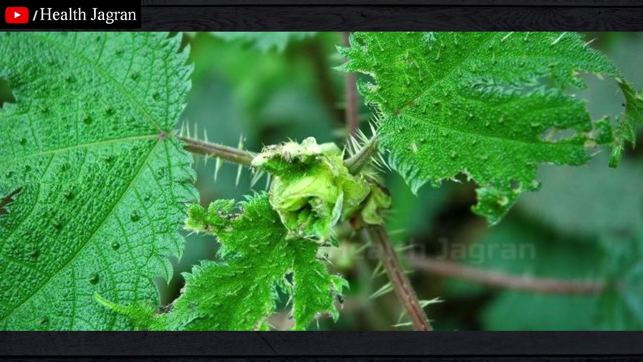 Common Nettle Benefits In Hindi common-nettle-benefits-in-hindi