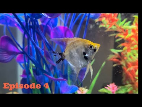 Fish Time Episode 4 - YouTube
