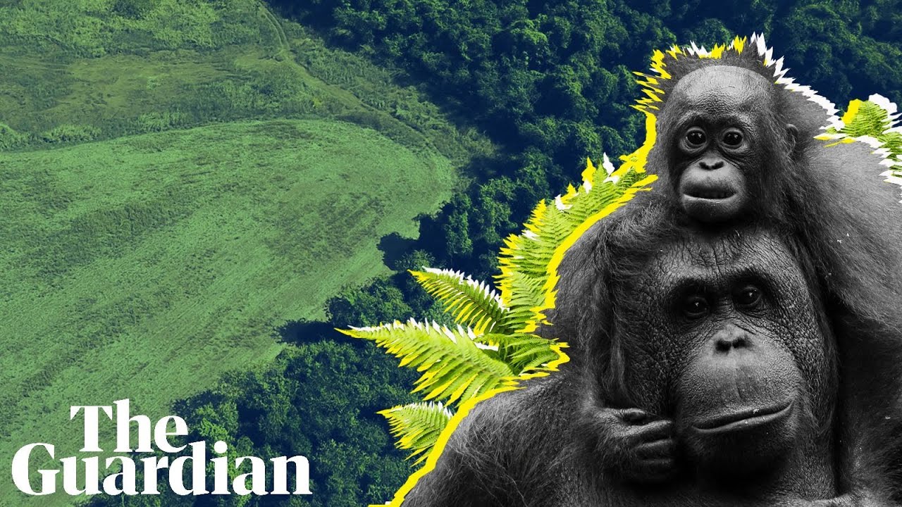 The five ways we’re killing nature and why it has to stop - YouTube