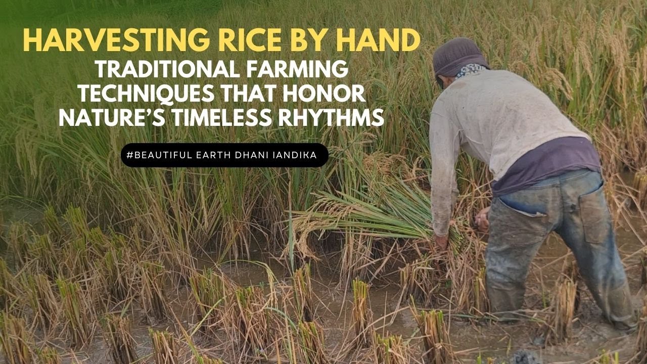 Harvesting Rice by Hand: Traditional Farming Techniques That Honor ...