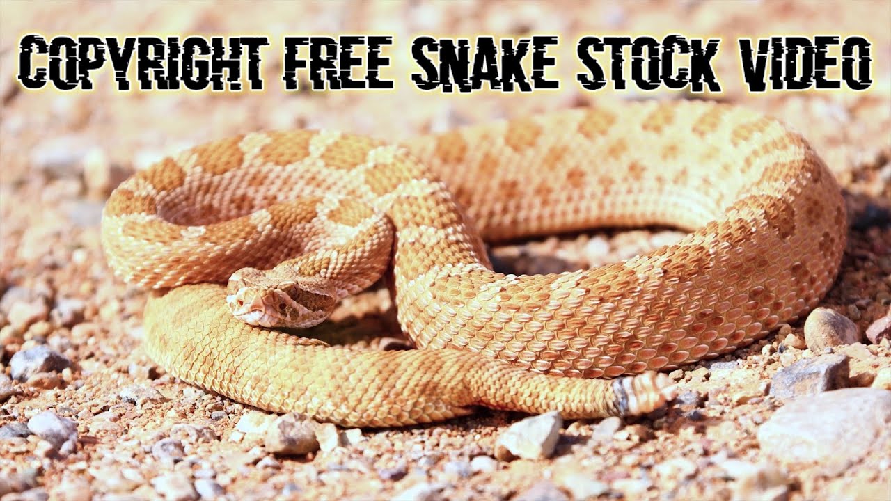 snake stock video. Copyright free direct download and use it. - YouTube