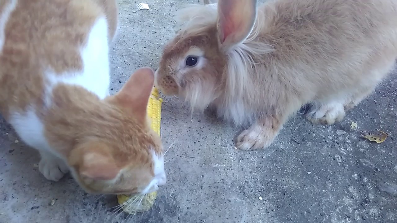 Cat vs rabbit (watch until the end) - YouTube