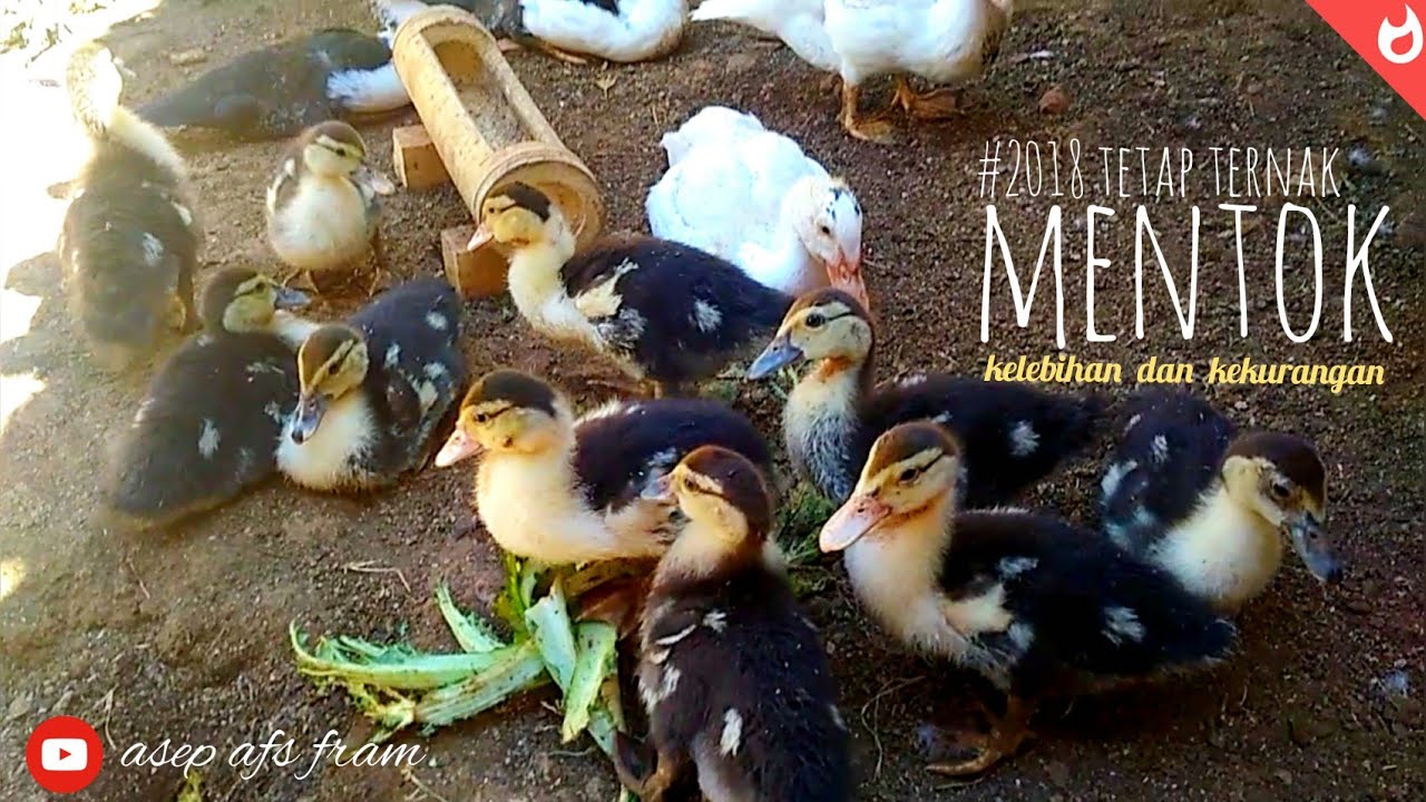 Ternak Mentok, KELEBIHAN DAN KEKURANGAN DALAM BETERNAK MENTOK. - YouTube