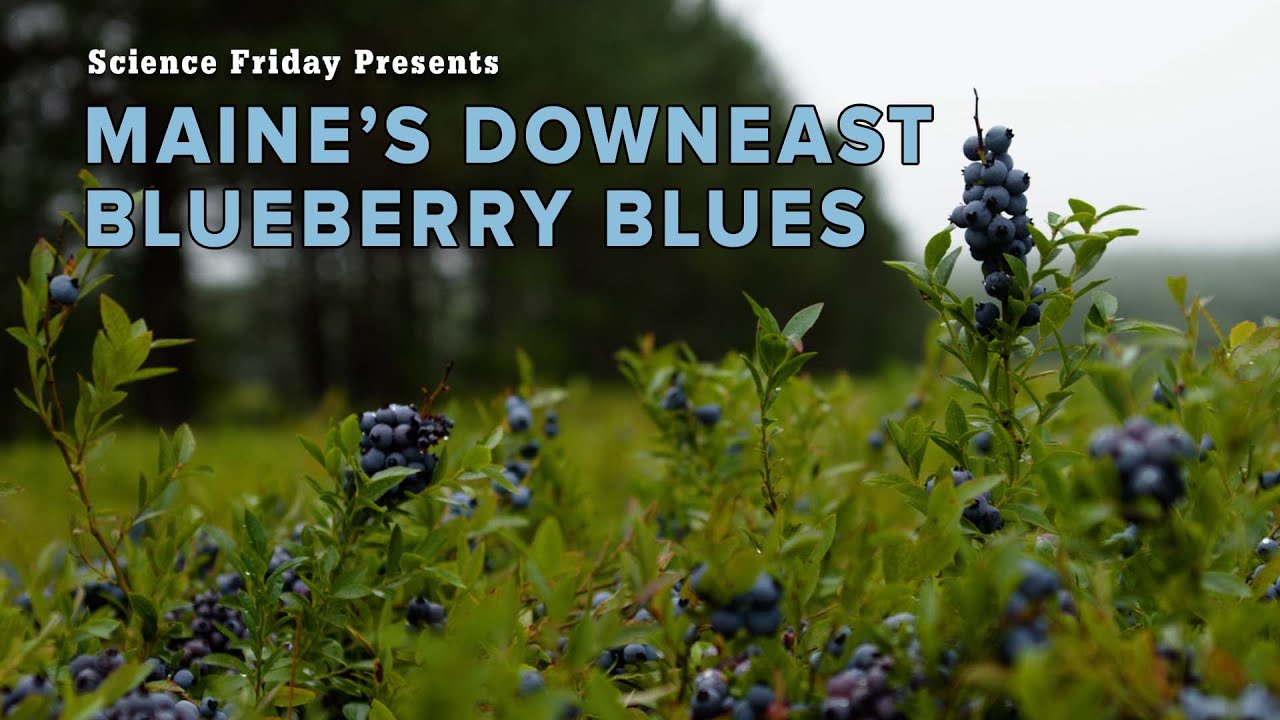 Maine's Downeast Blueberry Blues - YouTube