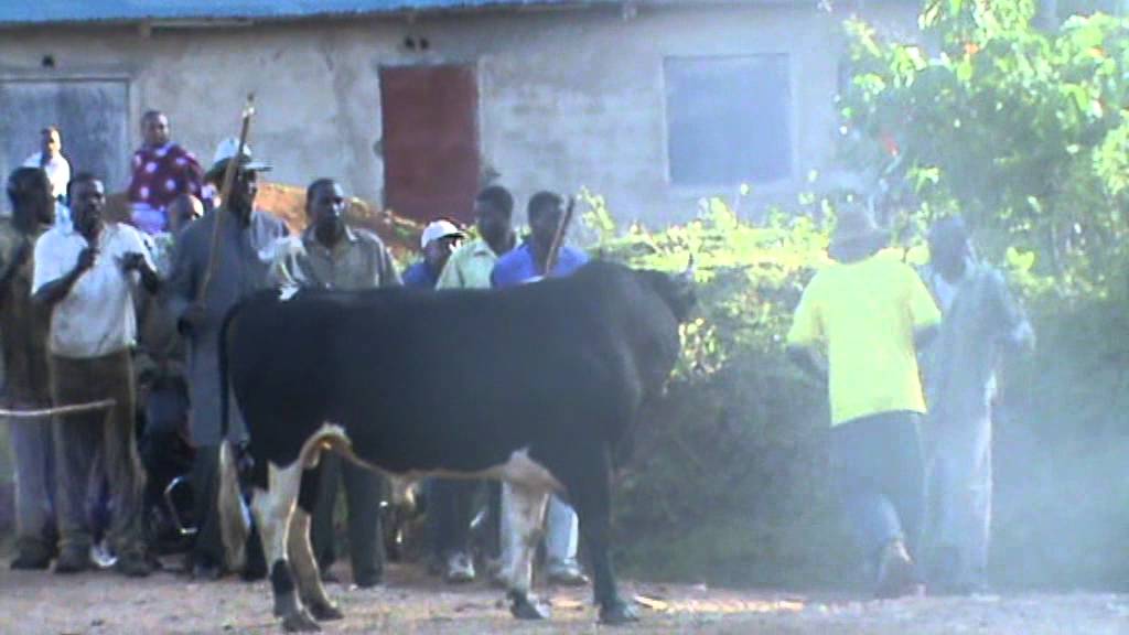 Bull fight -Kakamega Kenya - YouTube