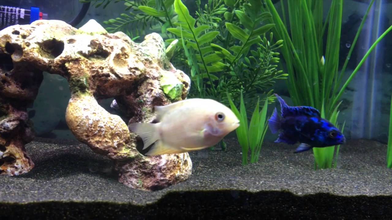 EBJD-Sev - YouTube