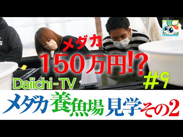 【トレンドメダカ！】養魚場見学ツアー その2 #9 | Daiichi-TV CHANNEL｜YouTubeランキング