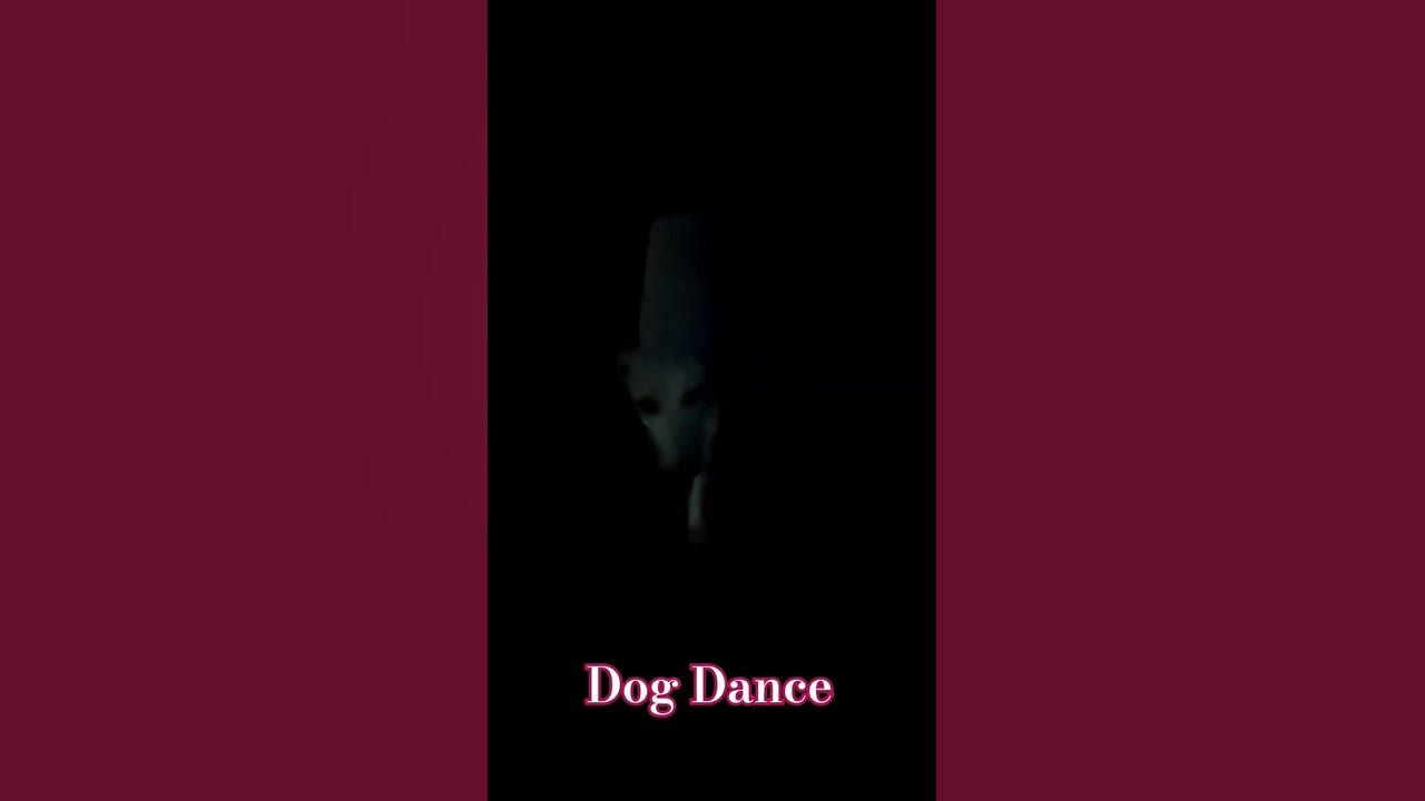 Dog Dance L Funny Dog L Dancer Dog L World No 1 Dog youtubeshorts dog-dance-l-funny-dog-l-dancer-dog-l-world-no-1-dog-youtubeshorts