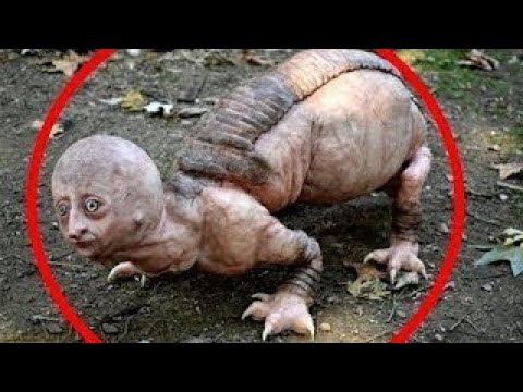 7 Alien-Like Animals You Won't Believe Exist! - YouTube