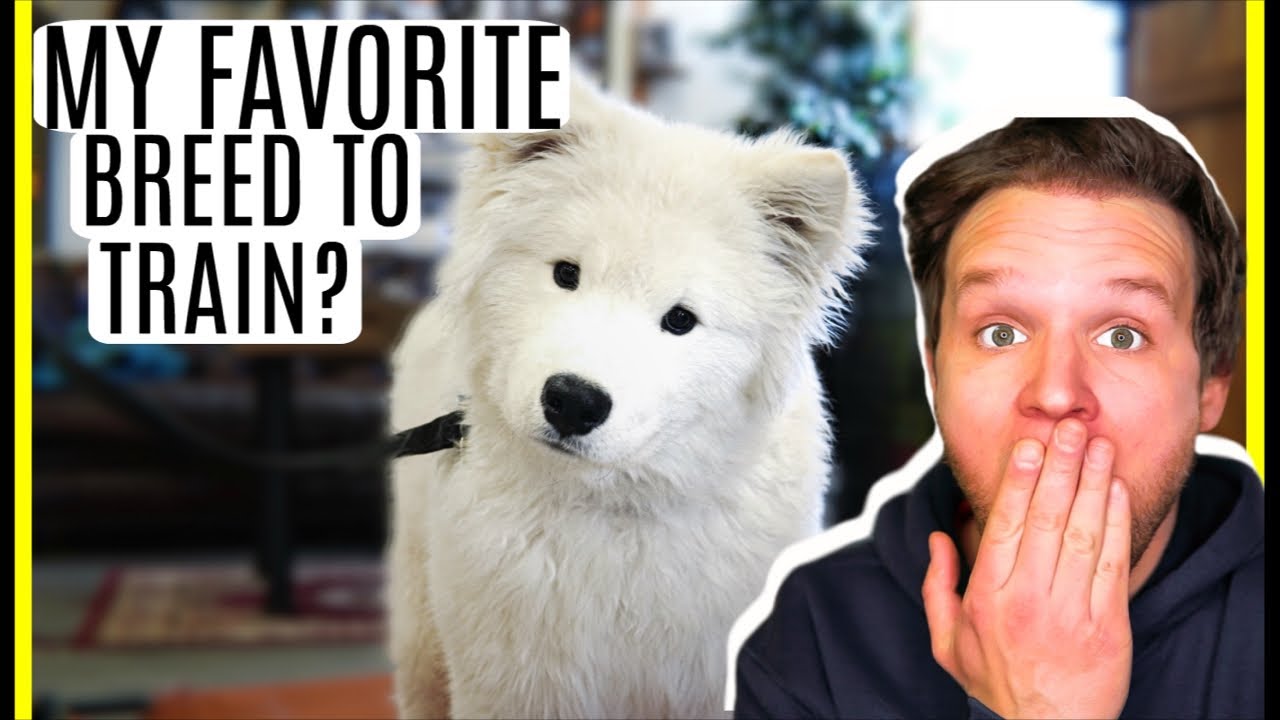 MY FAVORITE DOG BREED TO TRAIN? - YouTube