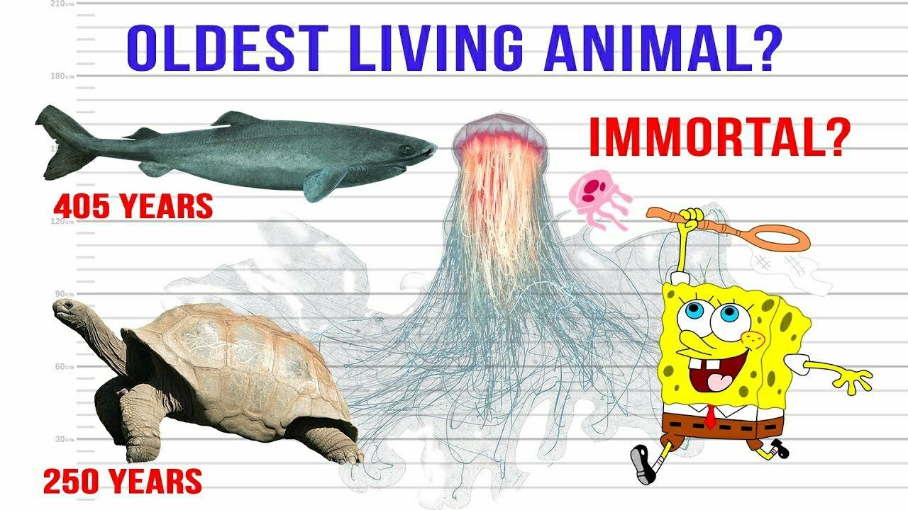 Longest Living Animals in our Planet | Tortoise | Blue Whale | Science ...