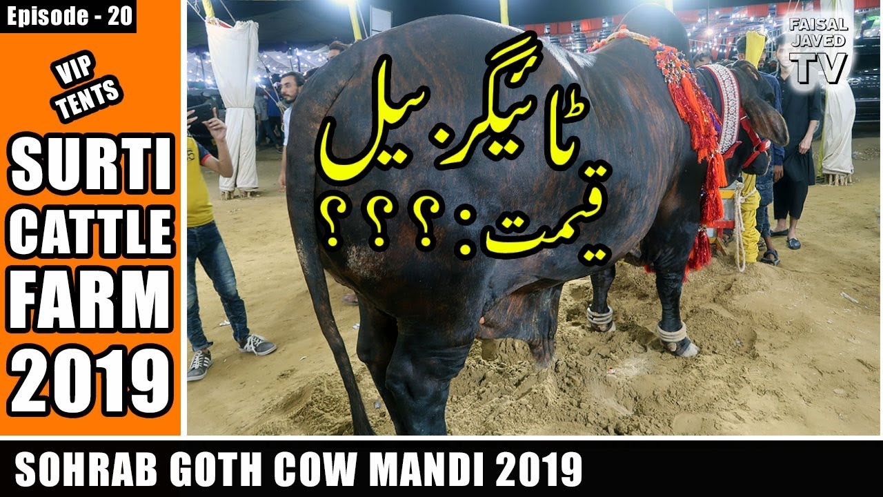 SURTI CATTLE FARM | COW MANDI SOHRAB GOTH 2019 KARACHI | VIP Tents ...