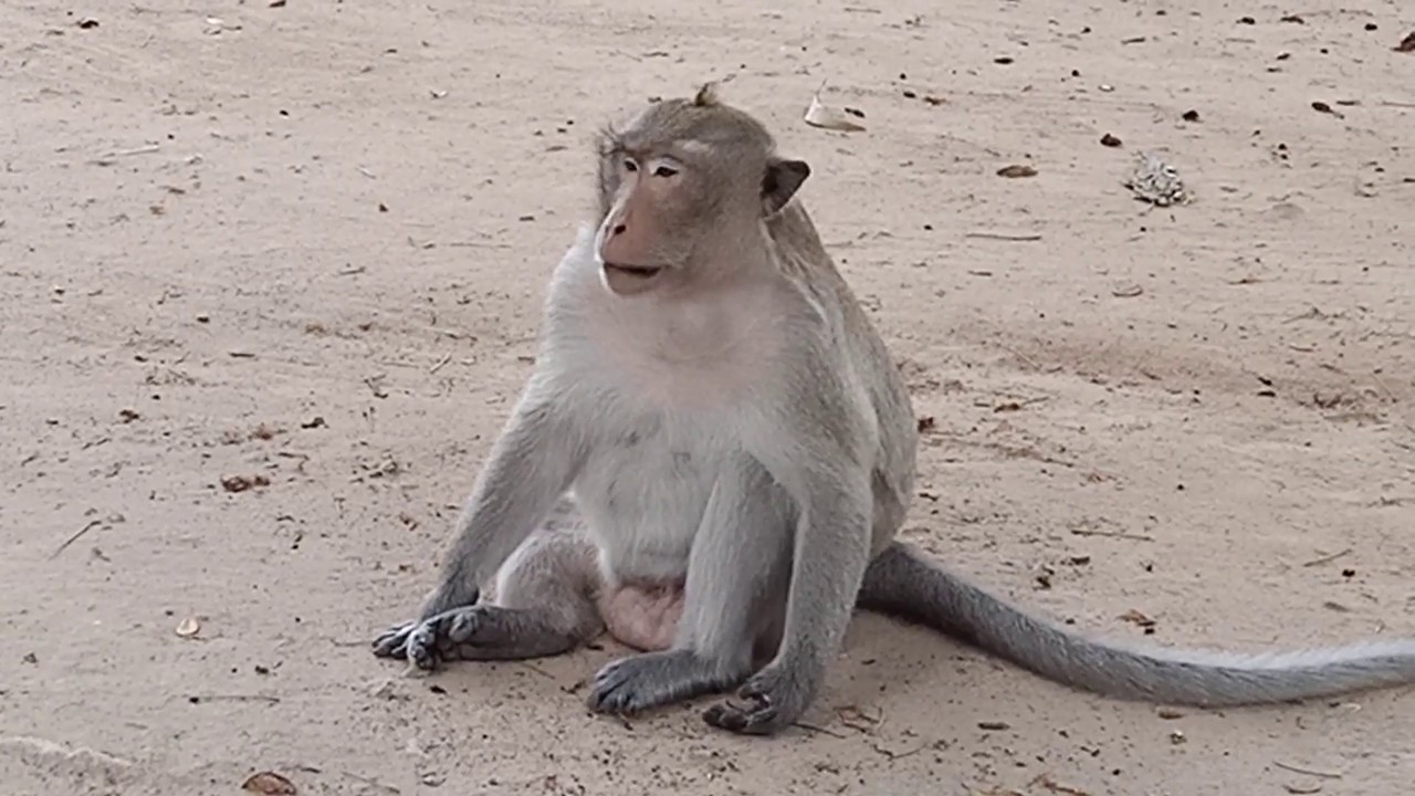 This monkey bite Mr.Lucky - YouTube