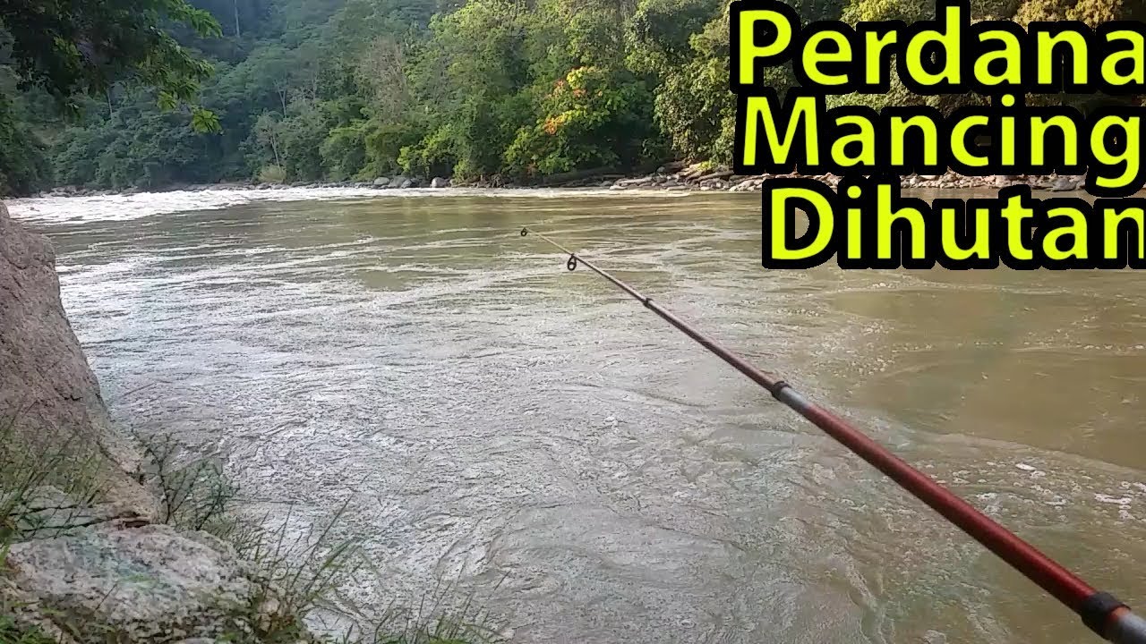 Mancing Ikan Di Hutan Tropis yang belum terjamah HUTAN SUMATRA UTARA ...