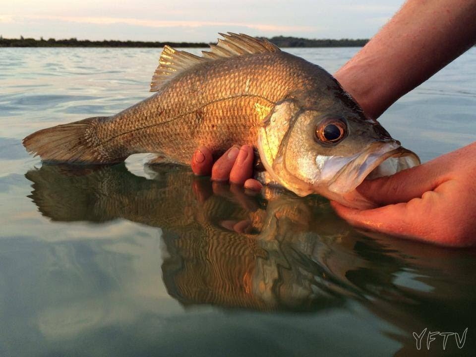 LARGEMOUTH ESTUARY PERCH - YouFishTV - YouTube