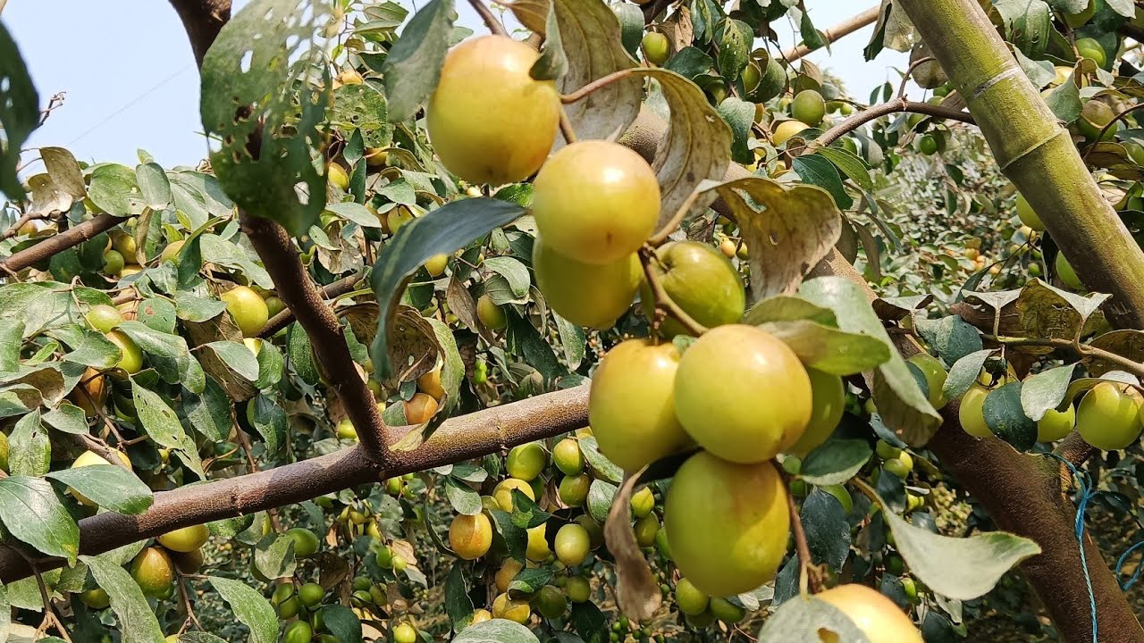 amazing_fruits_farming||apples_fruits||farming_Indian||fruits ...