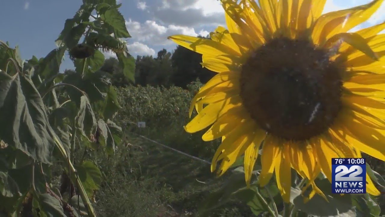Take a walk through the sunflowers at Red Fire Farms in Granby - YouTube
