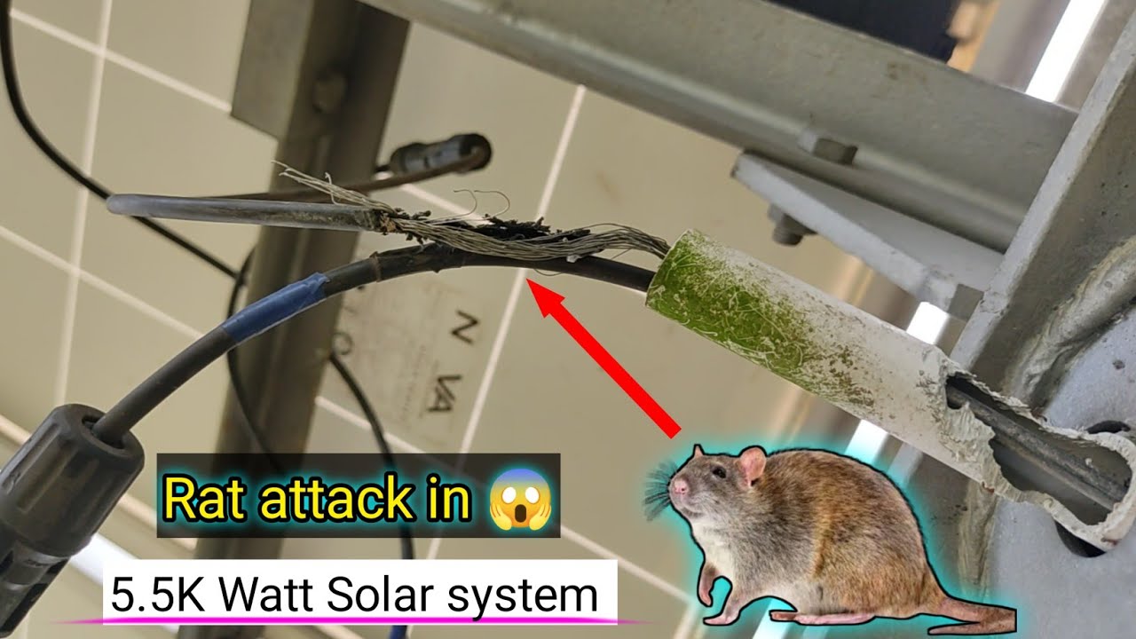 5.5K Watt Solar system wire cutting with Rat l Big problem...😱 - YouTube