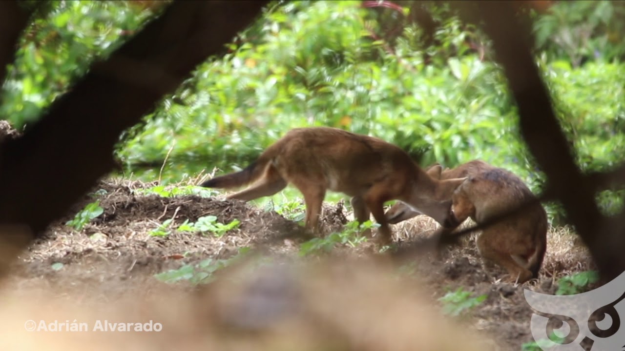 Coyotes de Costa Rica - YouTube