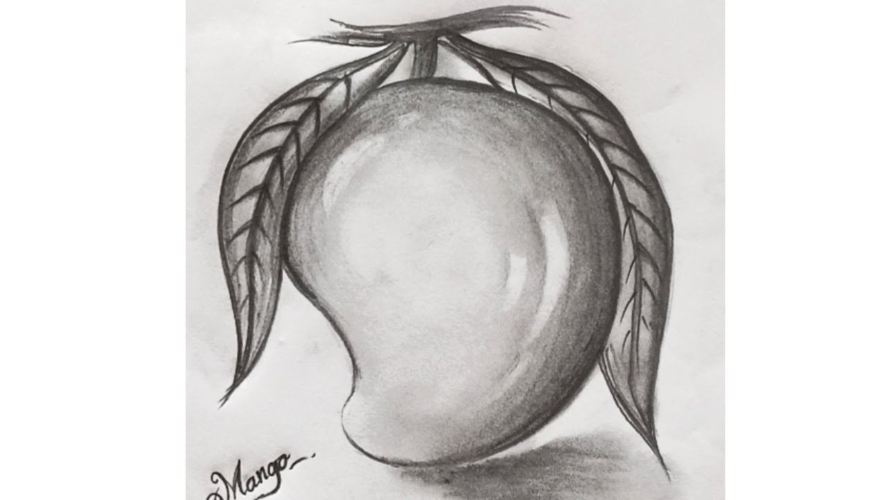 Mango Sketch Drawing