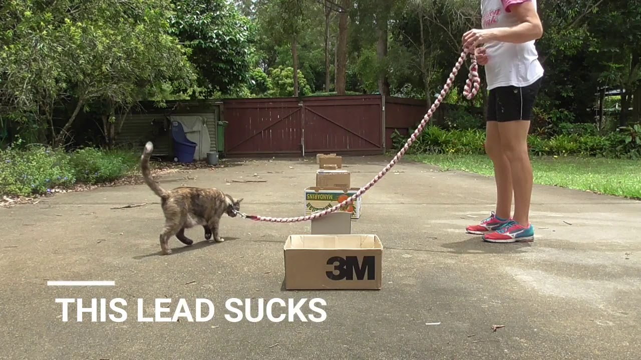 CAT SEARCH - YouTube