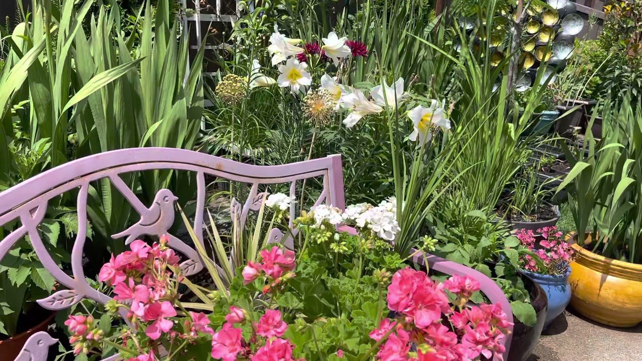 I love lily flowers ! My garden 🪴 this year. - YouTube