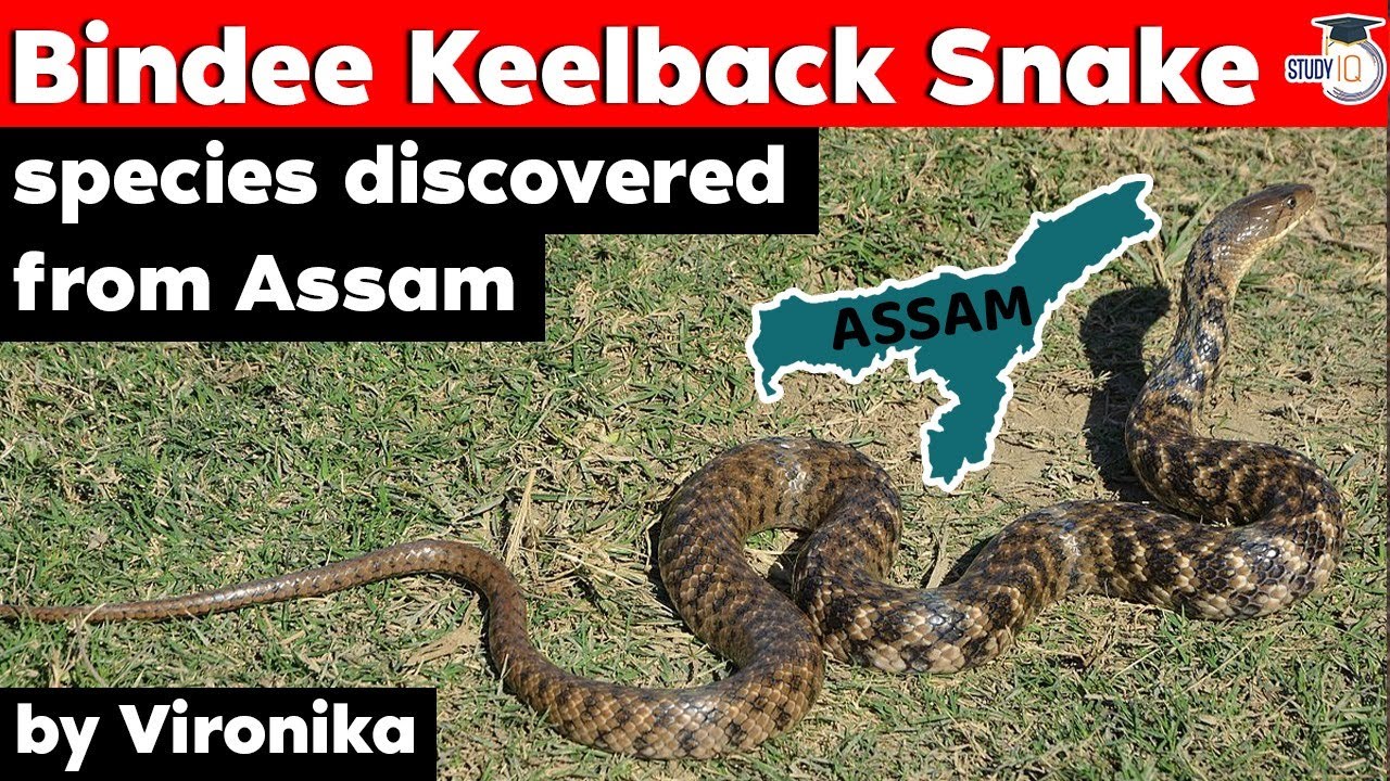 New snake species Bindee Keelback discovered from Assam - Environment ...