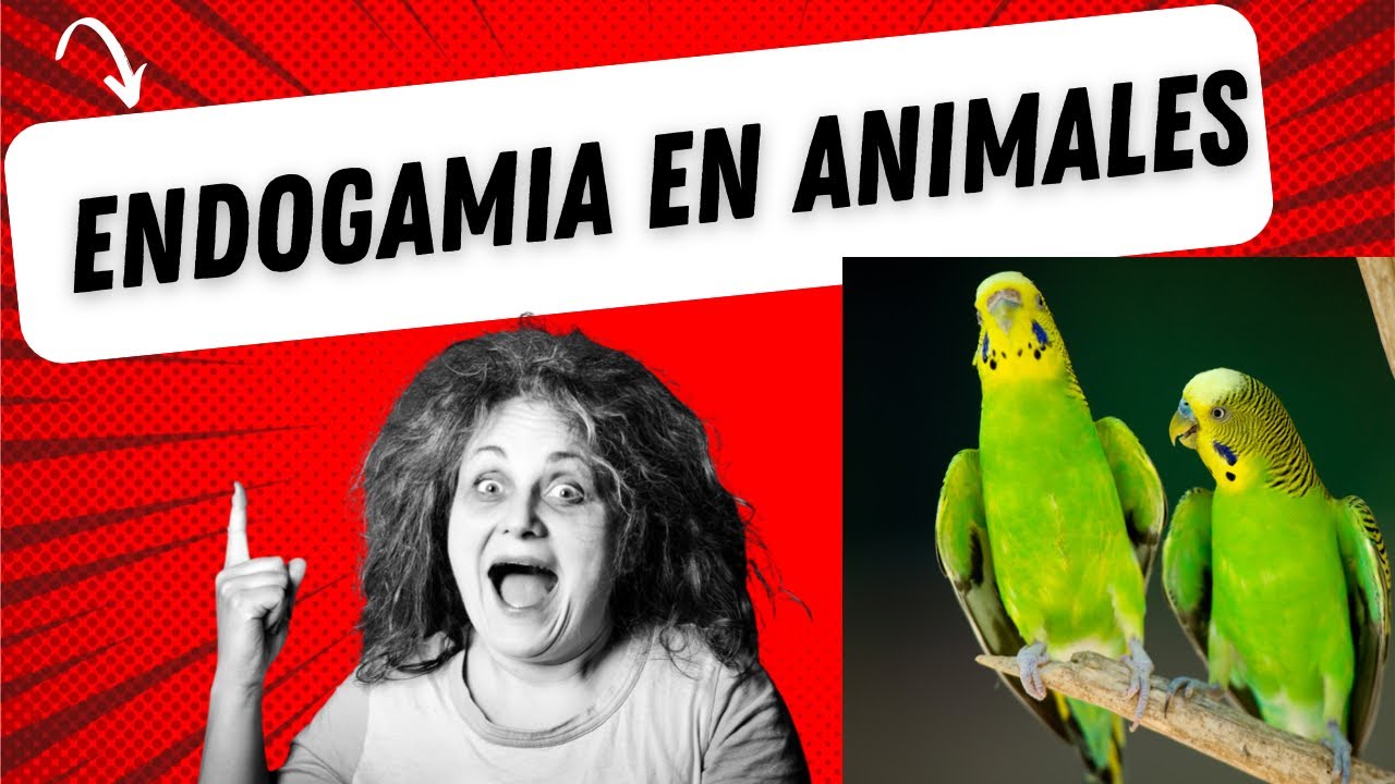Endogamia en animales (reproducción entre familiares) #aviario #birds # ...