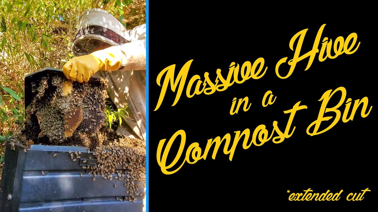 MASSIVE Bee Hive Moved Into This Compost Bin! *EXTENDED CUT* - YouTube