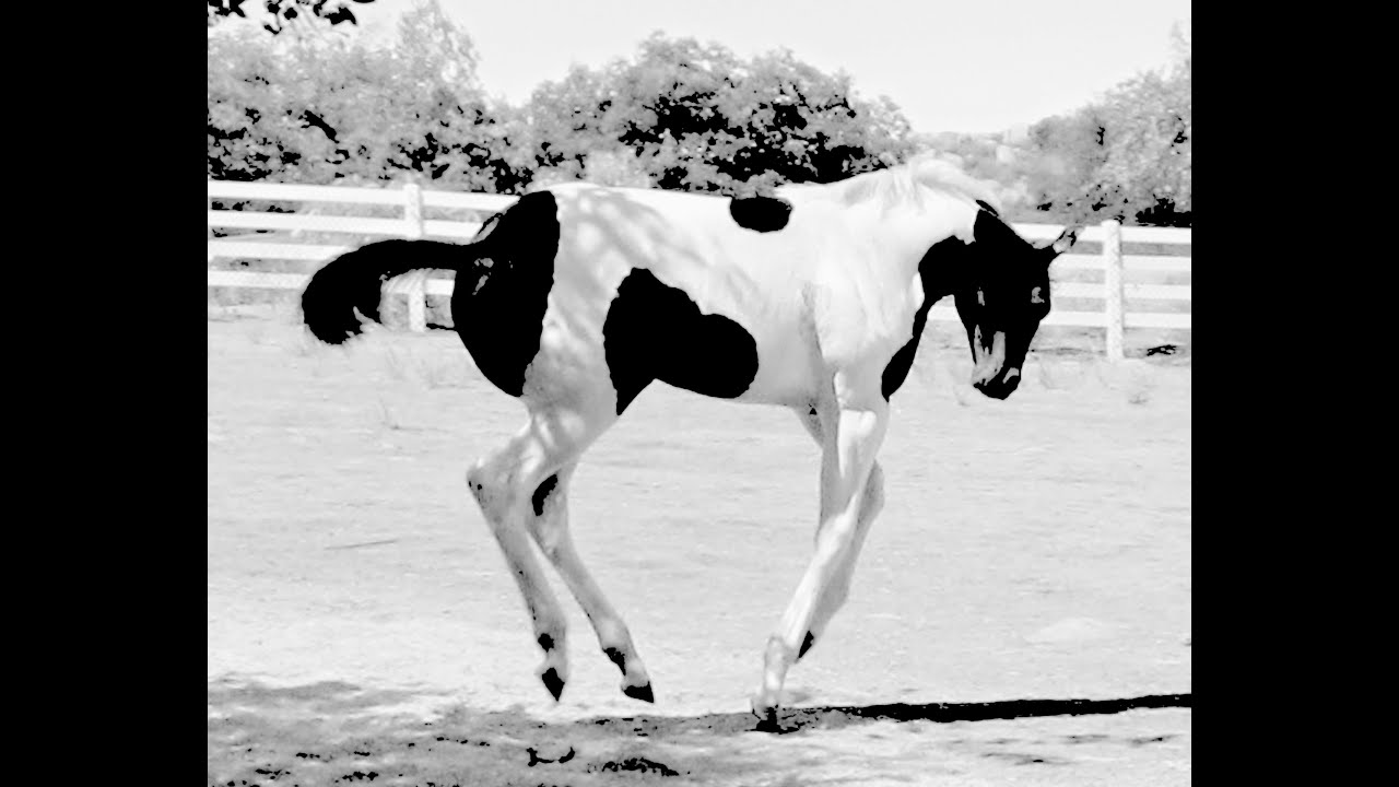 #2 - Mare Giving Birth - Update on Foal - YouTube