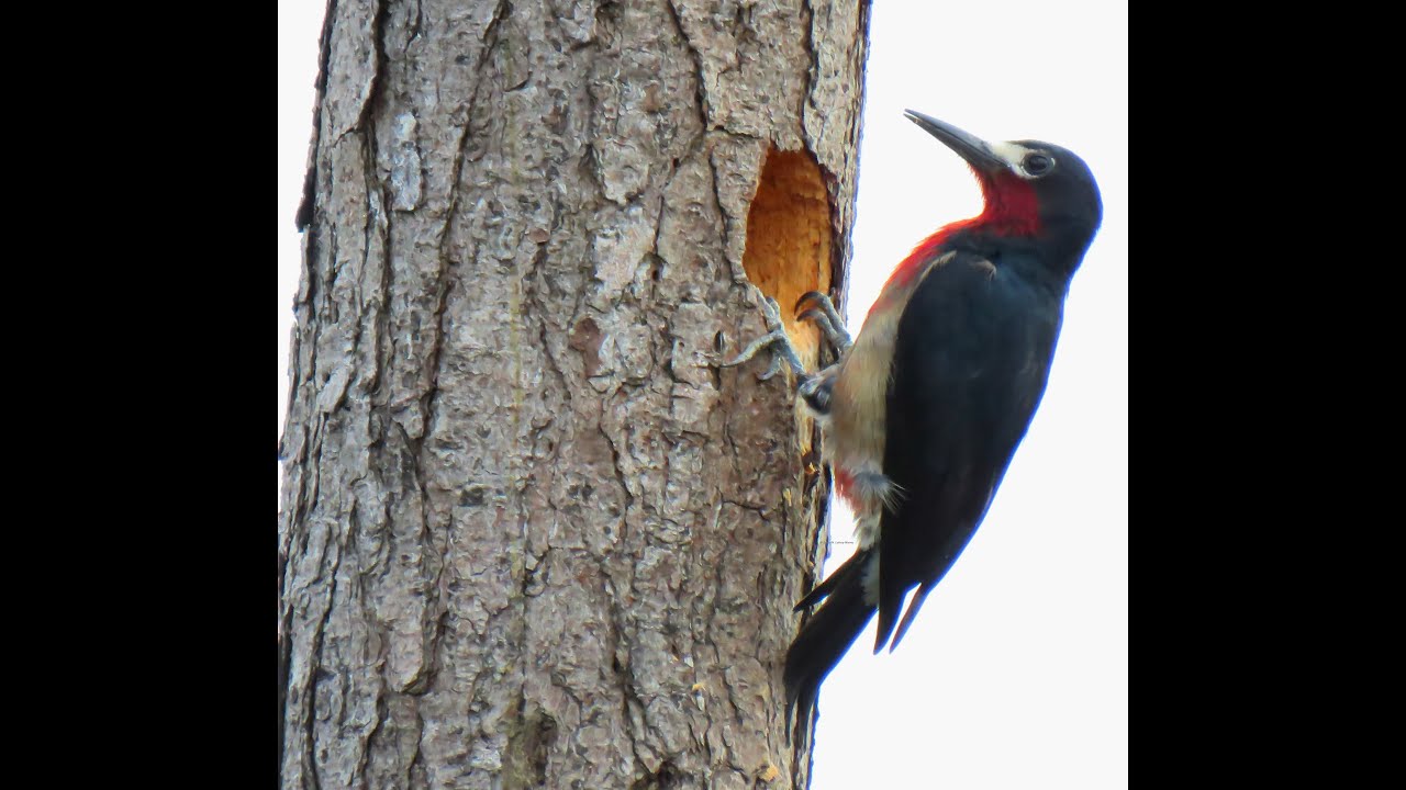 Pájaro Carpintero / Puerto Rican Woodpecker (Melanerpes portoricensis ...