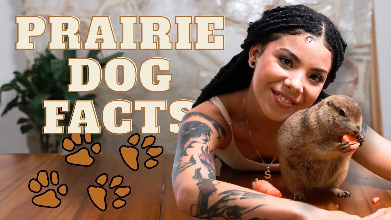 Prairie Dog Facts: Meet Alan!🐾 - YouTube