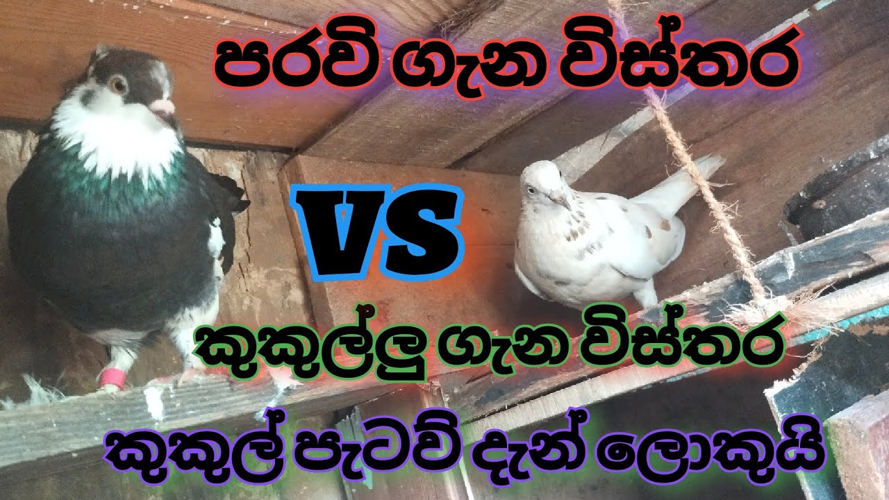 පරවි සහ කුකුල්ලු ගැන විස්තර ටිකක් ️ ️ ️ ️ ️ Youtube