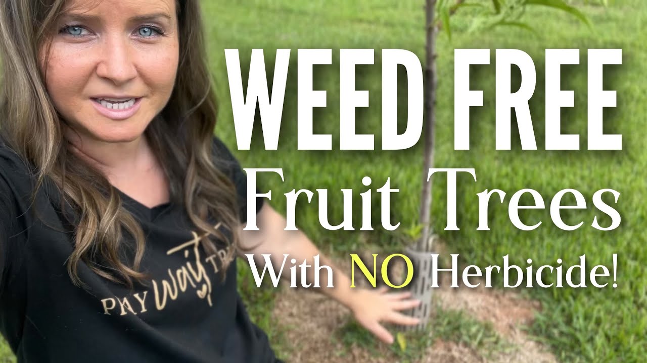 Weed Free Fruit Trees! No Herbicide! - YouTube