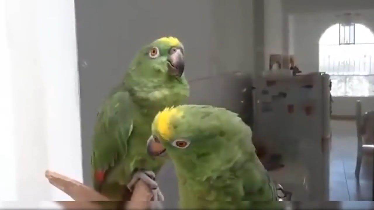 Parrot singing and Dancing funny 💃| Even these Parrots Sings better ...