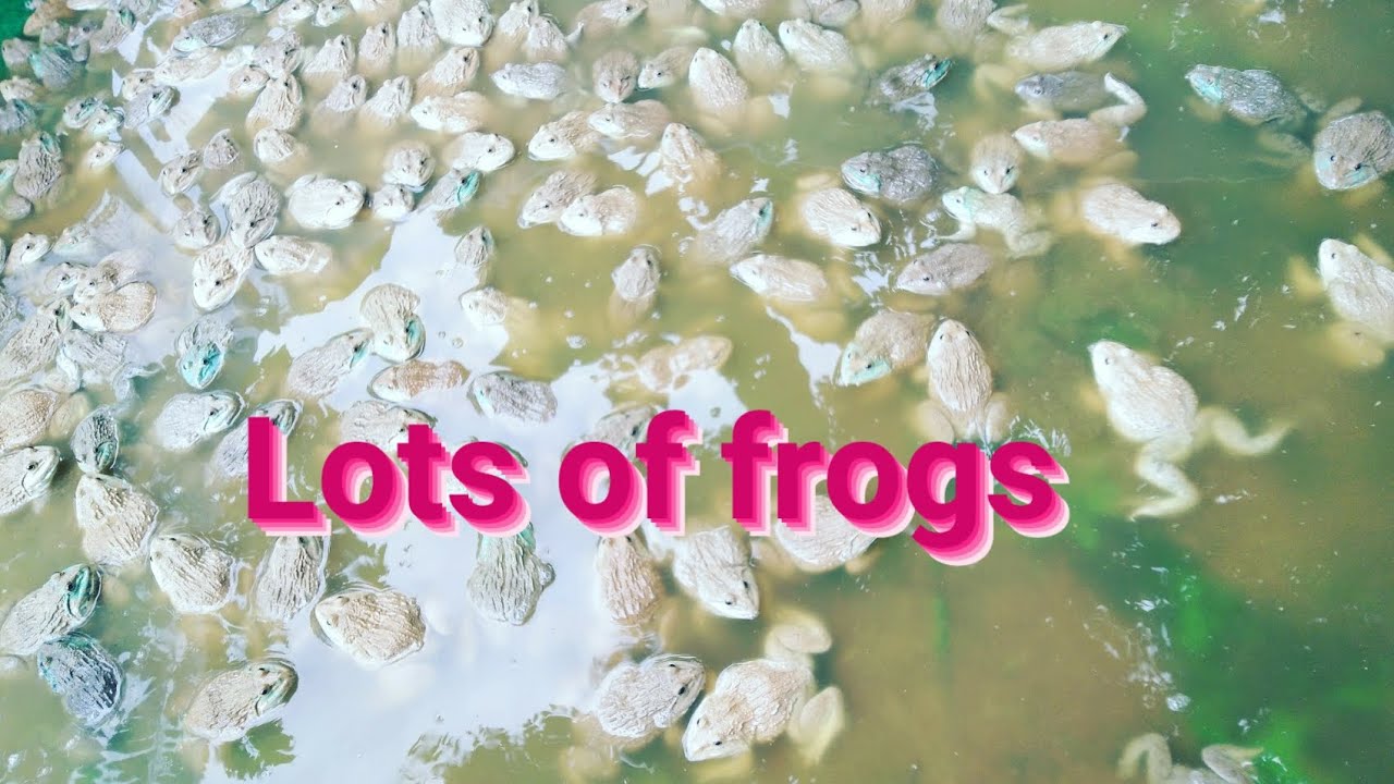 There are quite lots of frogs#video anumals - YouTube