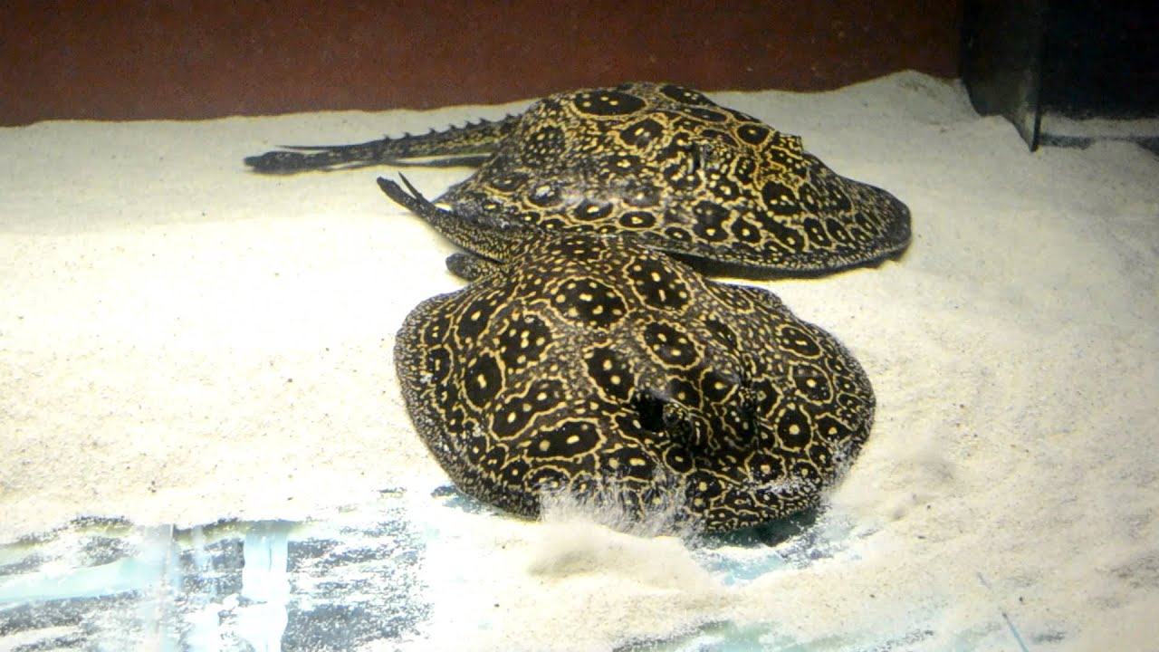 Perlenrochen Zuchtpaar / Pearl Stingray breeding pair - YouTube