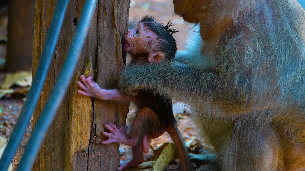 OH--NO!!! Help Me Please...Momma...Please Help...Baby Cries Ask For ...