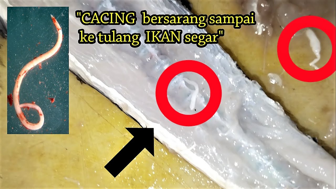 CACING BERBAHAYA DI IKAN LAUT #parasite #worms #cacingberbahaya #viral ...