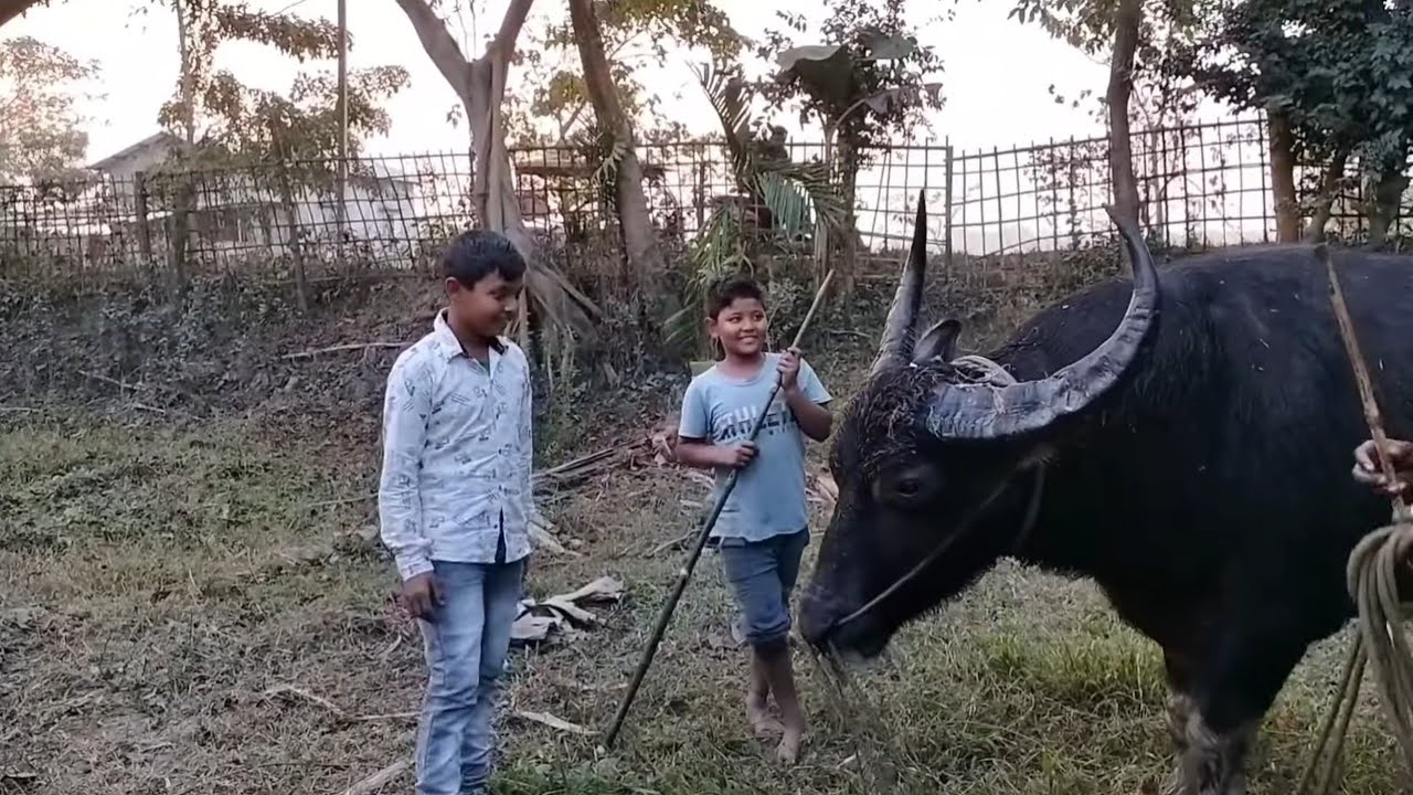 Muhon Hira moh ।। মোহন হীরা মহ ।। মহ যোজ। Assam baffalo fight ।। Assam ...