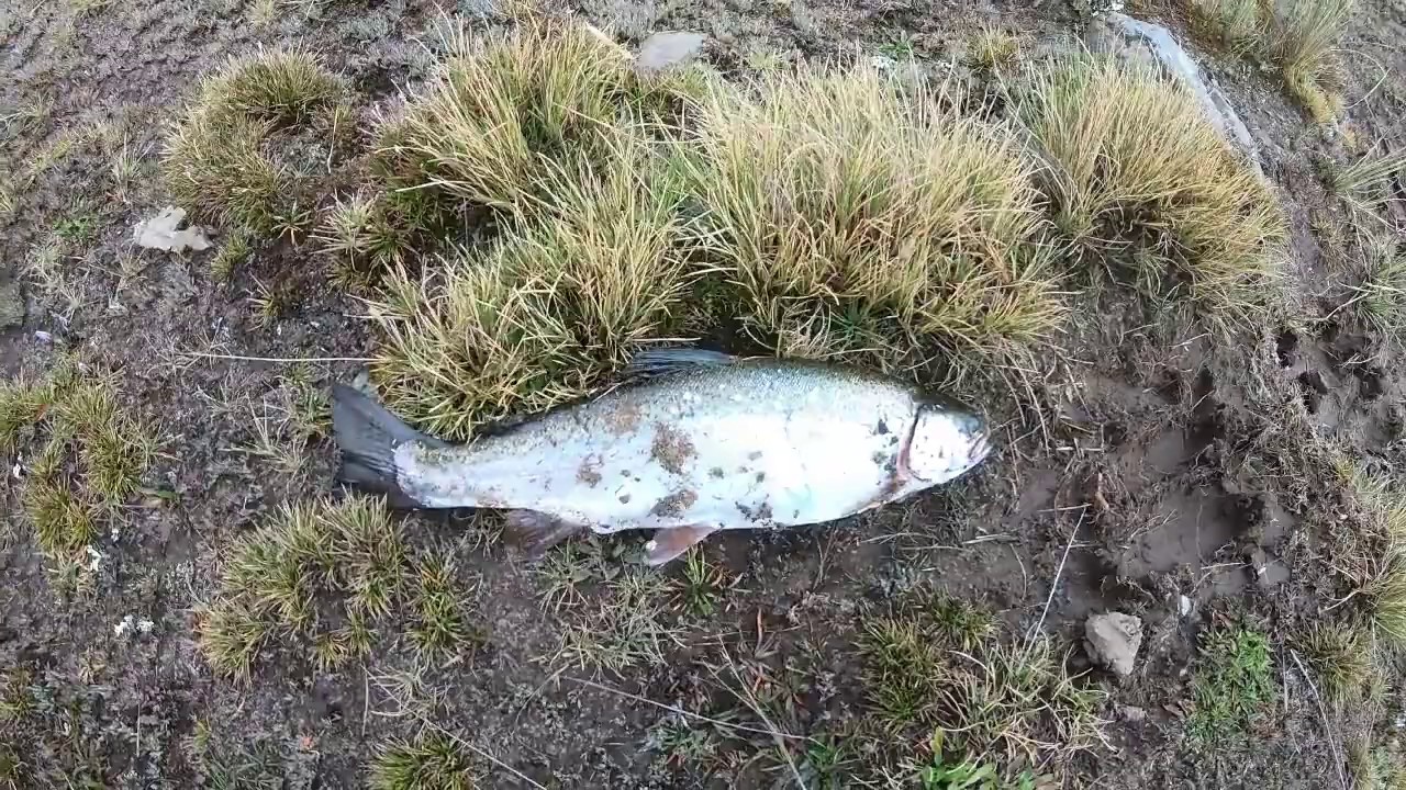 # PESCA BOLIVIA ..MI NUEVO RÉCORD DE #TRUCHAS - YouTube