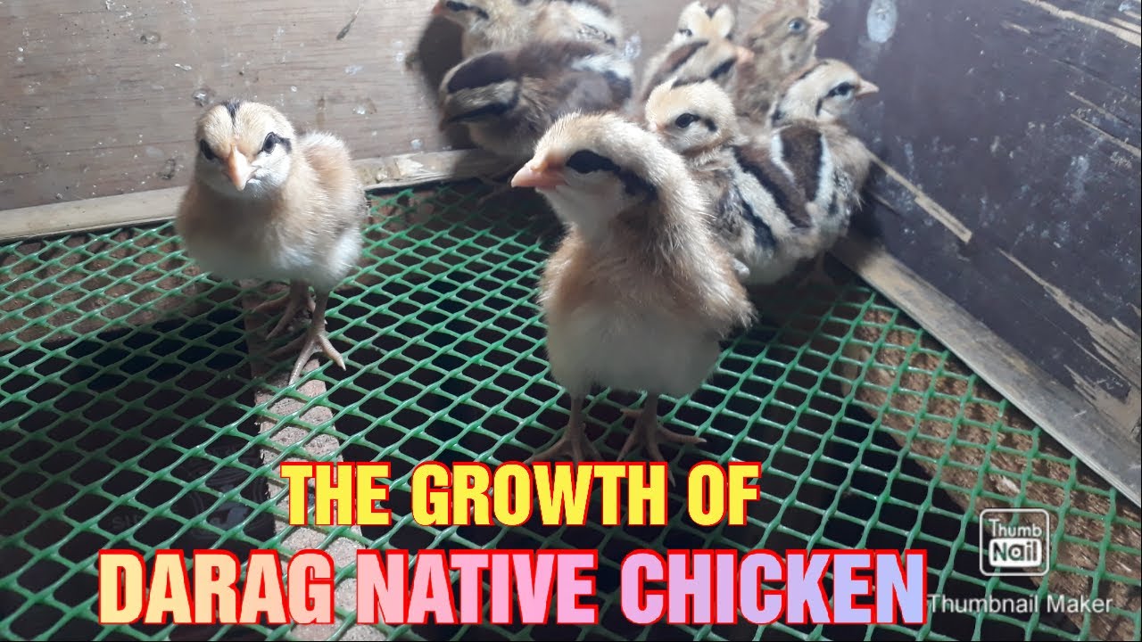 The growth of Darag native chicken - YouTube