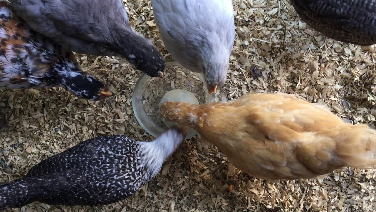 Chickens & Ice Cubes - YouTube