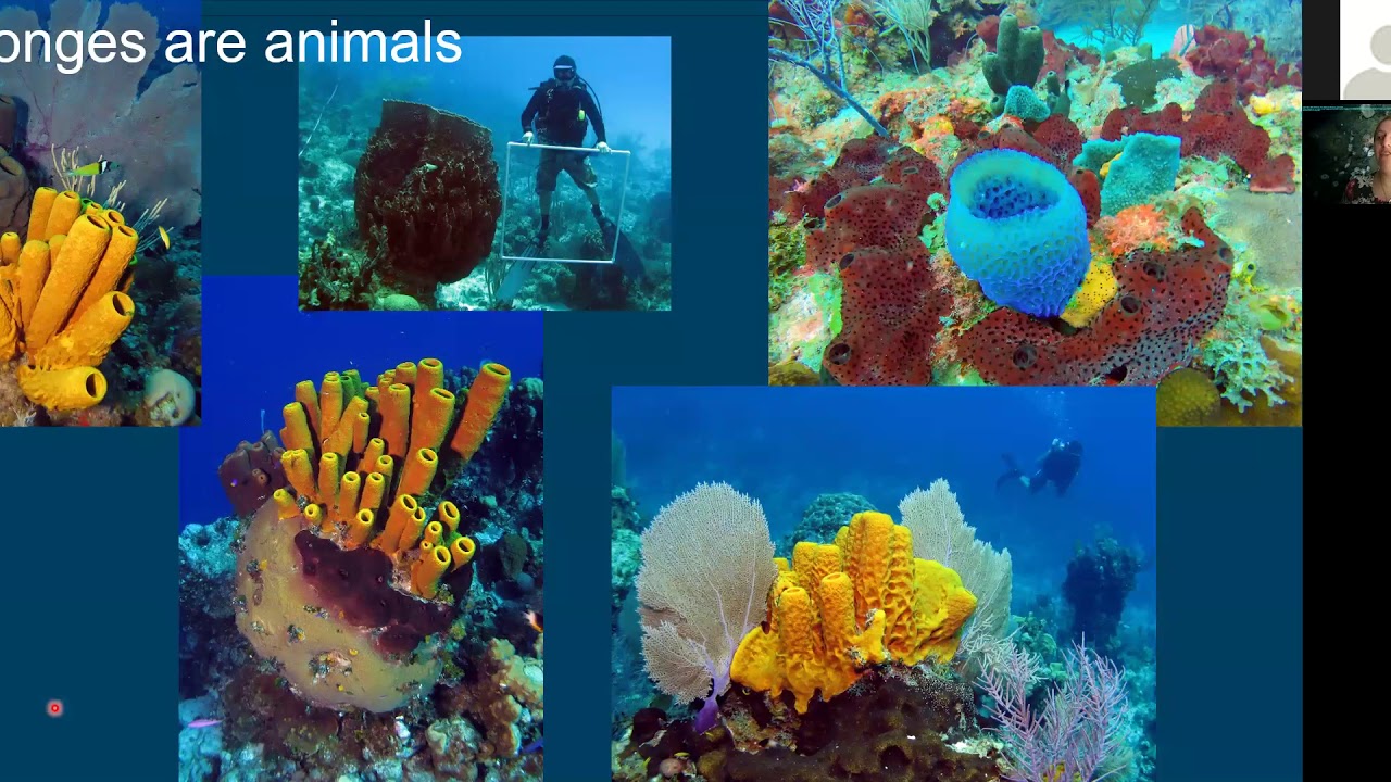 SJSU College of Science Virtual Seminar: Amanda Kahn - The Secret Life ...